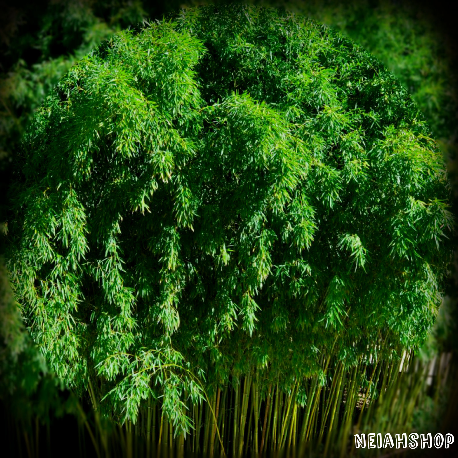 10 / 500 SEMI BAMBU MOSO GIGANTE BAMBOO PHYLLOSTACHYS EDULIS SEEDS ...