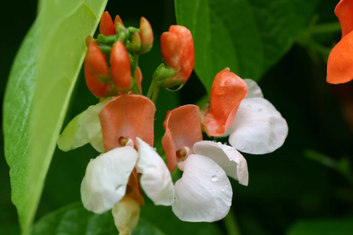 2-OZ PAINTED LADY Runner Bean Seeds/Bi-Color Flowers/ornamental edible ...