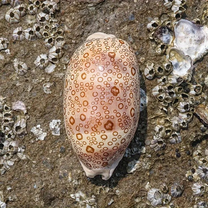 Large Cypraea Argus Eyed Cowrie Natural Seashell Rare Real Beach Home ...