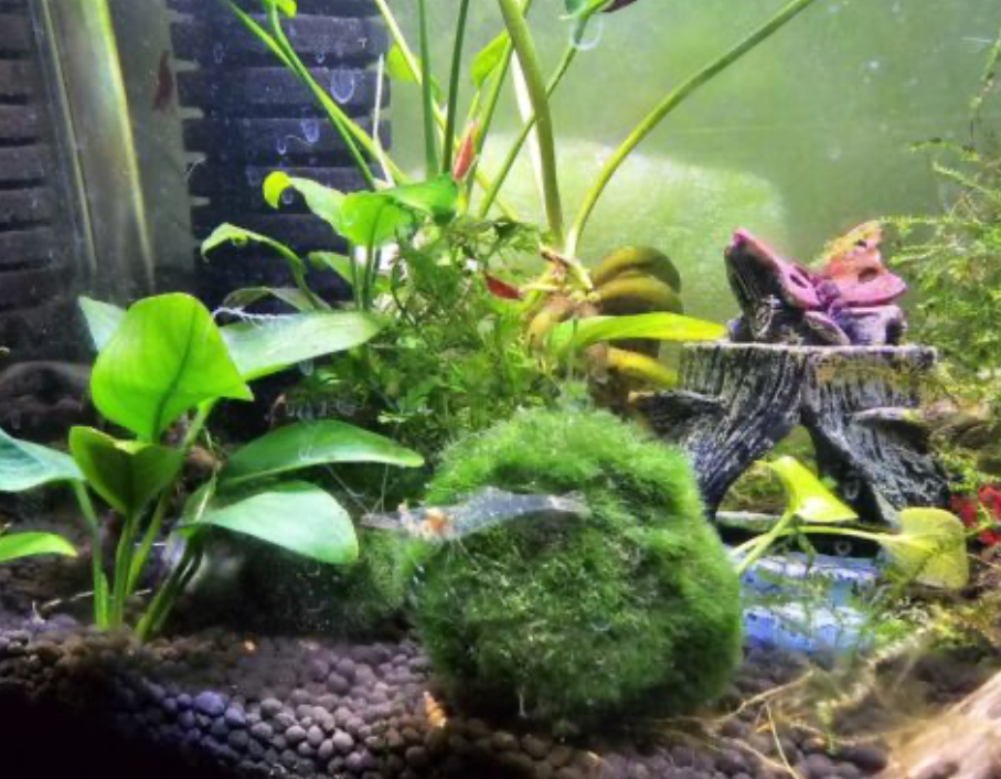 2 Marimo Moss Ball 1-1,5 inches Cladophora Live Plant Aquarium in USA | eBay