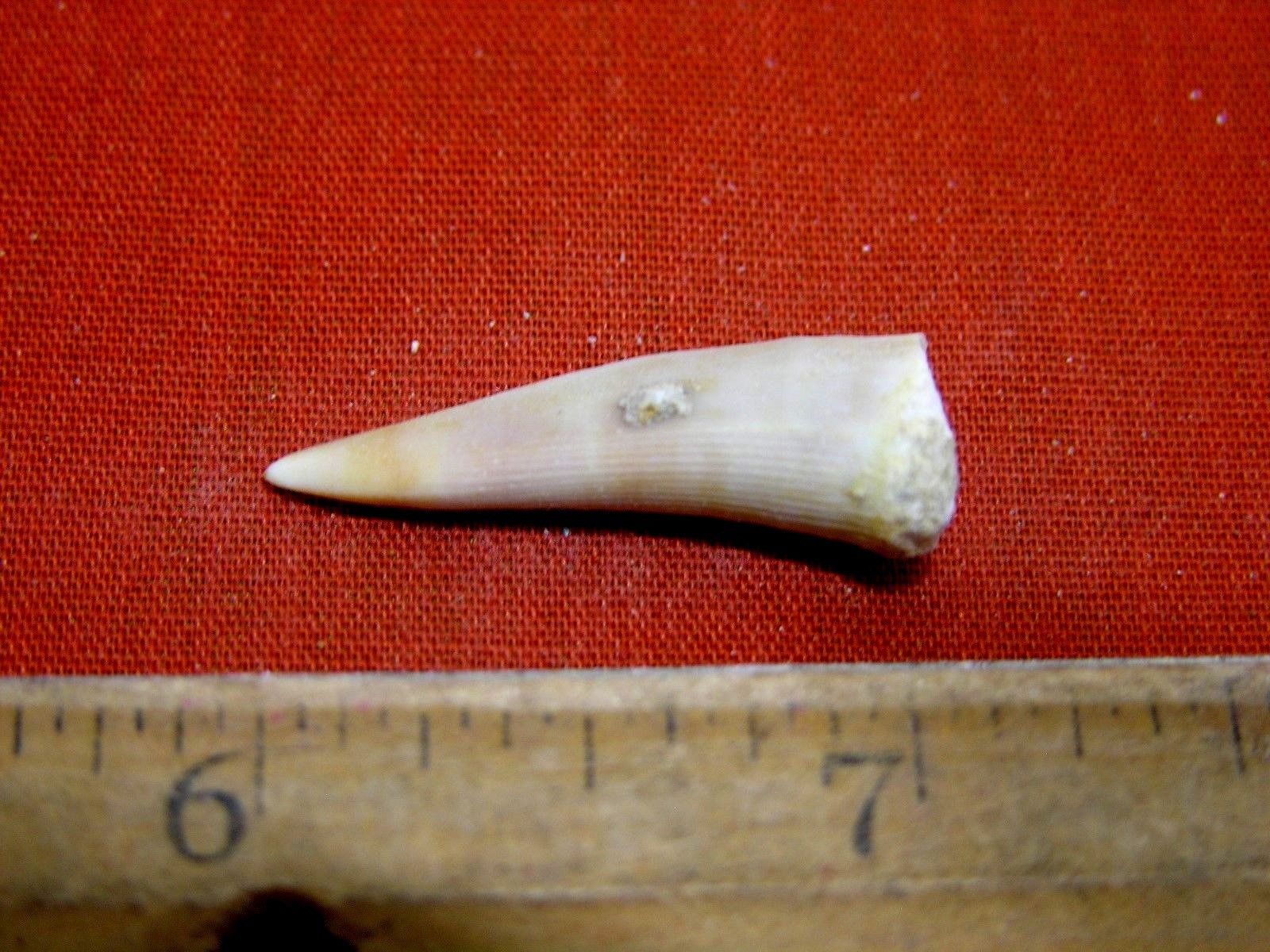 Saber tooth Herring fossil tooth Enchodus Cretaceous 1 inch V37 | eBay