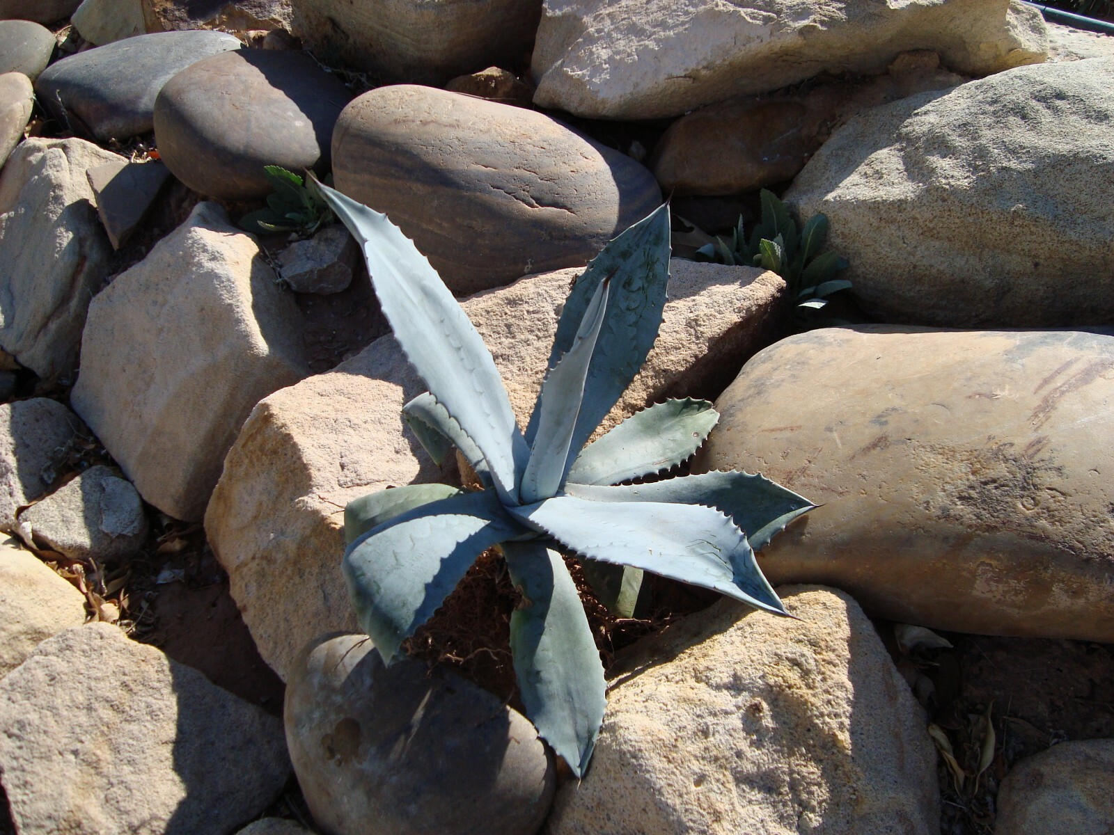 Agave Americana Blue Century Plant Pup Sprout for sale. Grows Huge ...