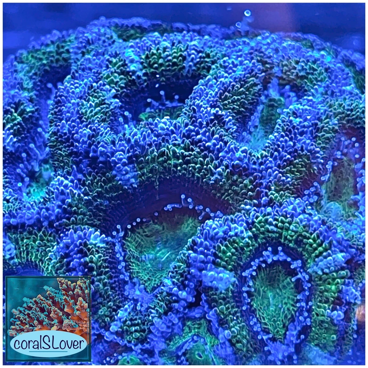 Aussie Acan Coral