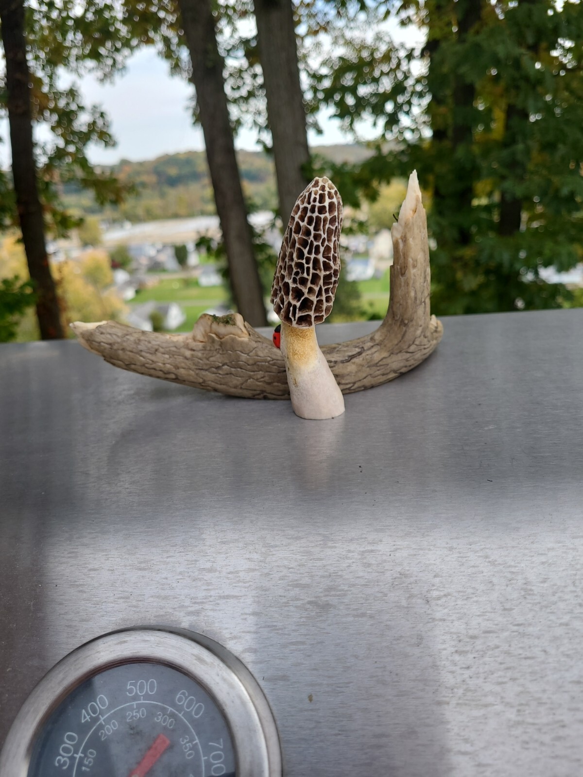 Hand carved Deer Antler Morel Mushroom / Rotting log Shed Carving Folk ...