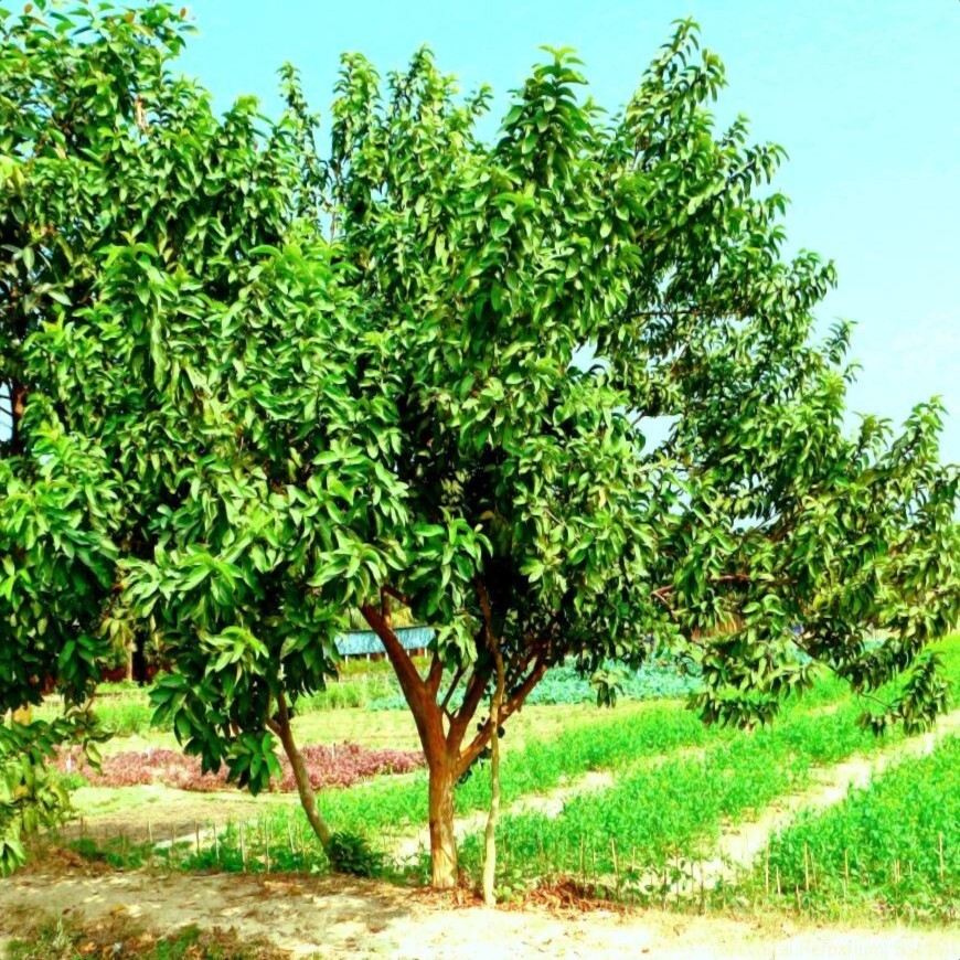Excalibur Pink Guava Tree Psidium Guajava Urban Tropicals Psidium