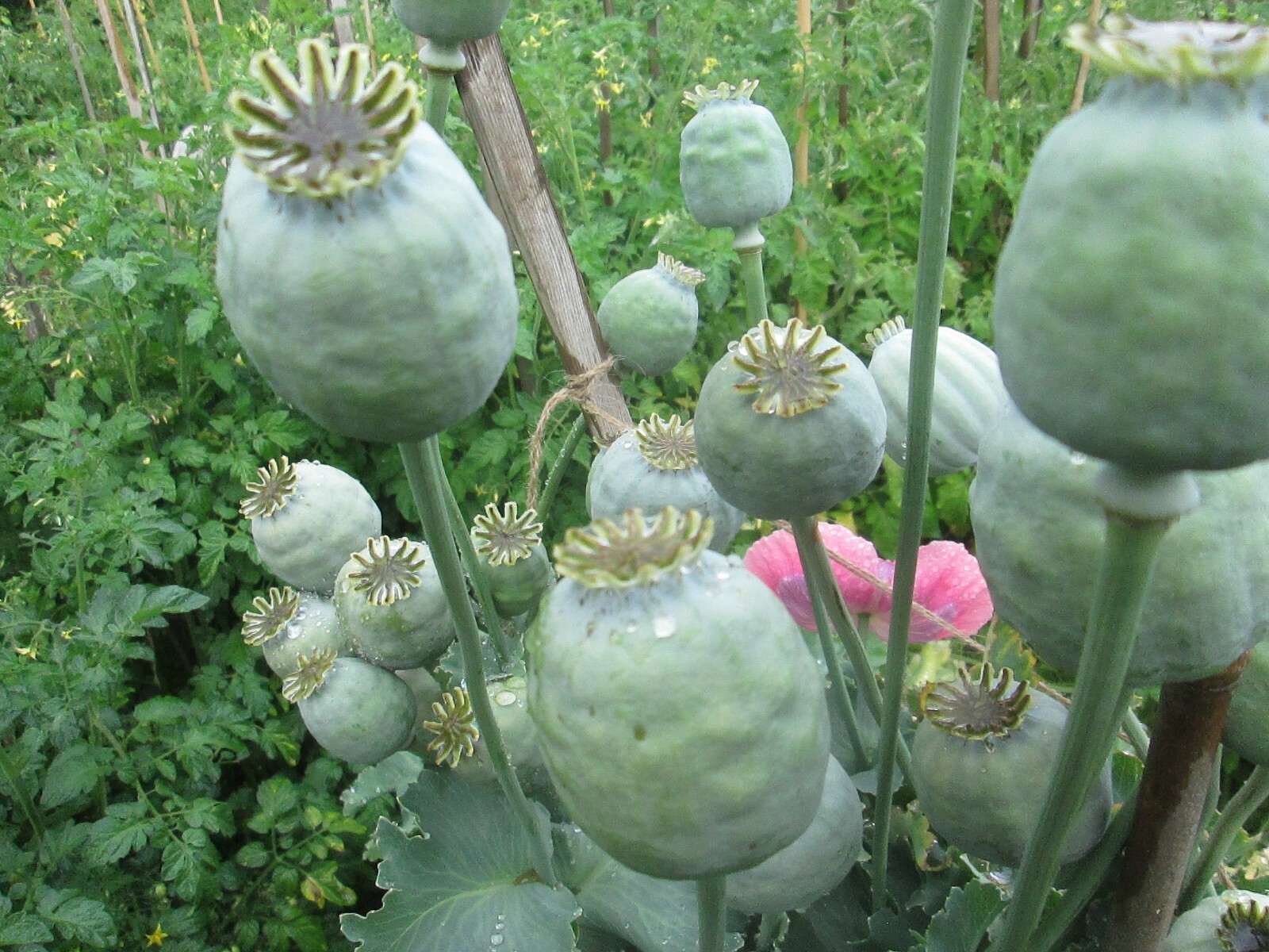 100 PAPAVER SETIGERUM SEEDS - POPPY OF TROY-THE GIANT POPPY - BUY 1 GET ...