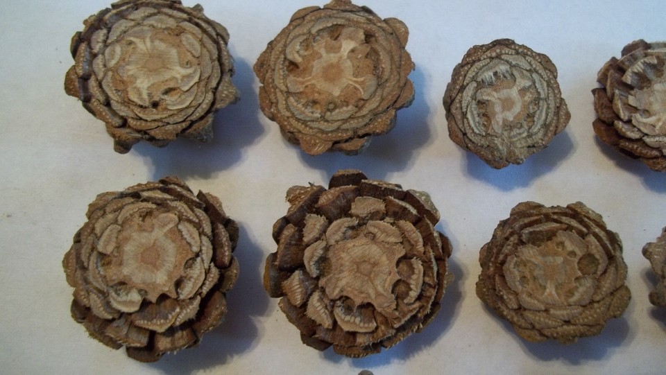 Pine Cone Halves, Slices, Bottoms or Cross Sections, For Crafts or ...