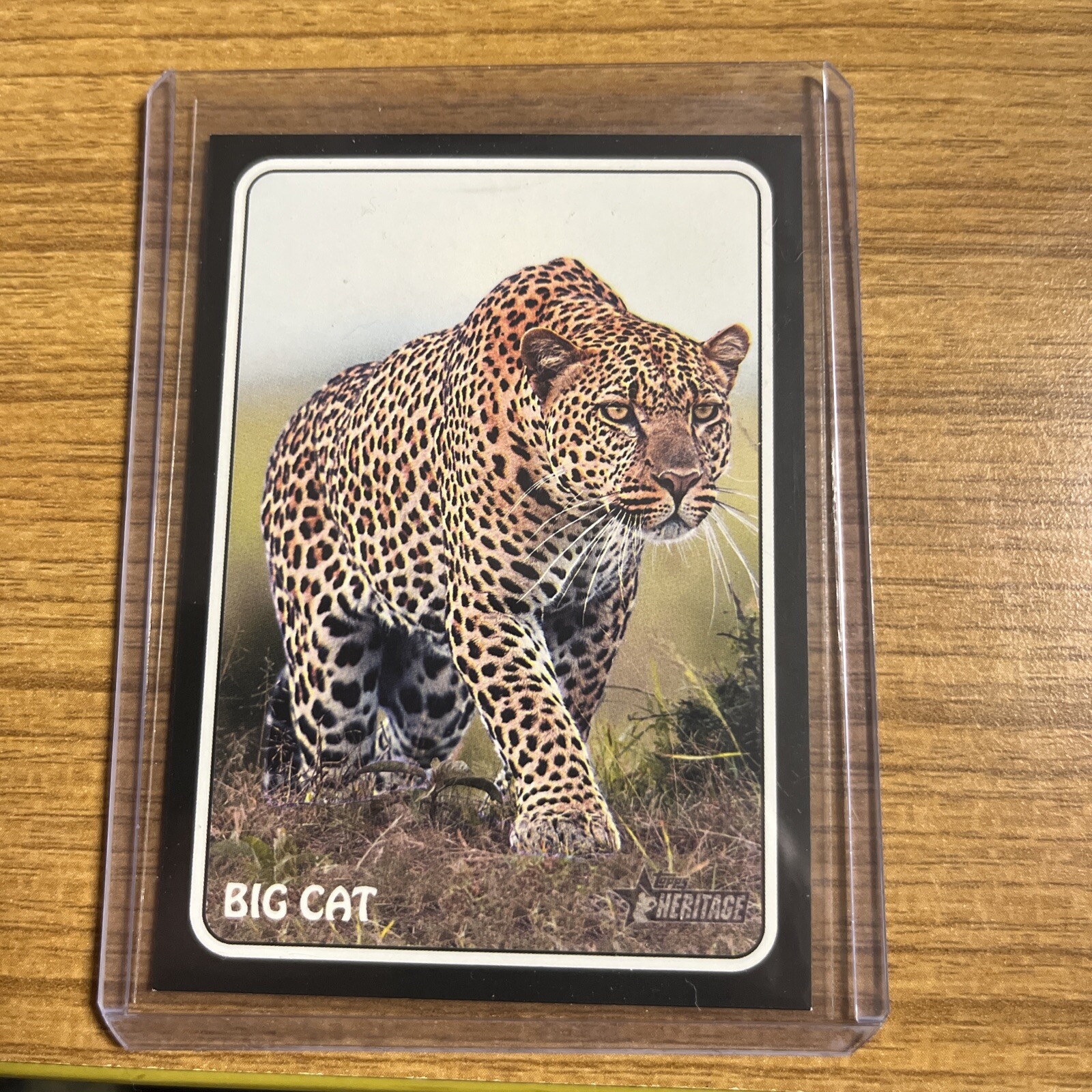 2024 Topps Heritage Zoo Who's Stick Ons Big Cat Andres Galarraga Nmmt ...