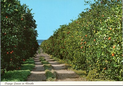 Postcard FL - Orange Groves in Florida | eBay