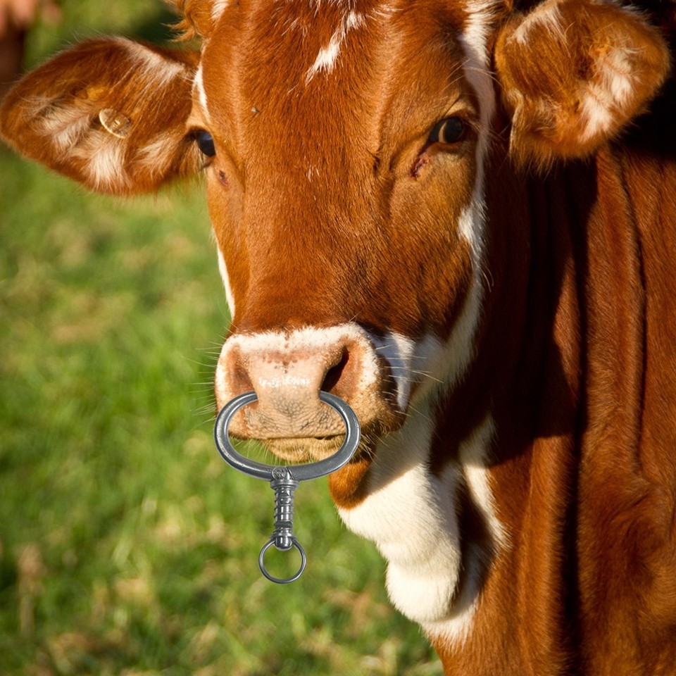 Cow Nose Ring Cattle Bull Traction Device Plier for Farm Hoop Rings | eBay