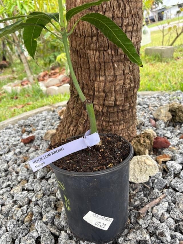 22 MO OLD GRAFTED KOOK LONG KRONG POLY-EMBRYONIC RARE THAILAND MANGO ...