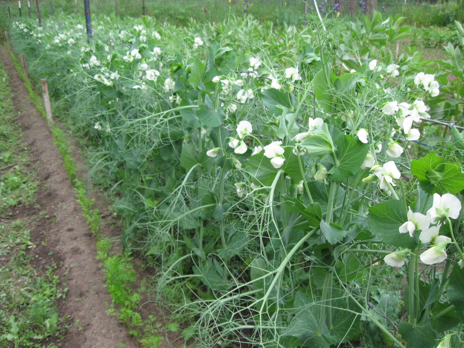 Erbse - Telephone Tall Pea - 10+ Samen - Kletterpflanze und ERTRAGREICH ...