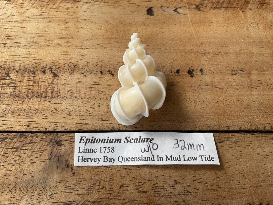 Epitonium Scalare W/O - Wentletrap - Epitoniidae Shell Australian ...