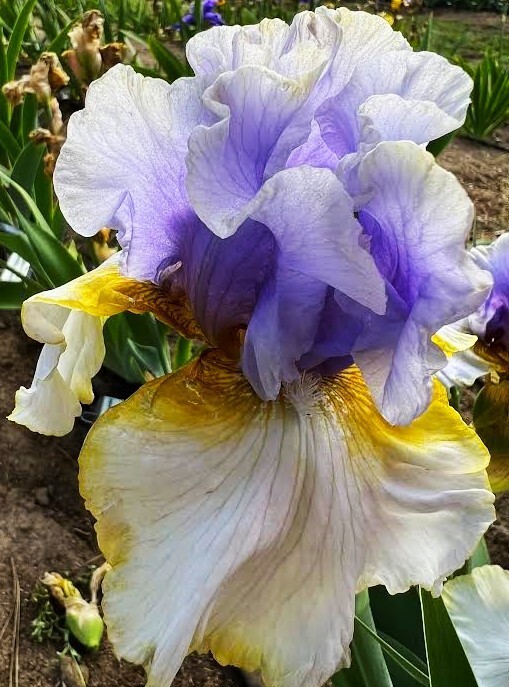 Bicolor Iris