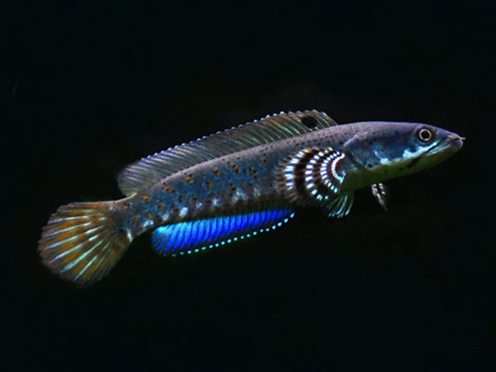 Channa Pulchra