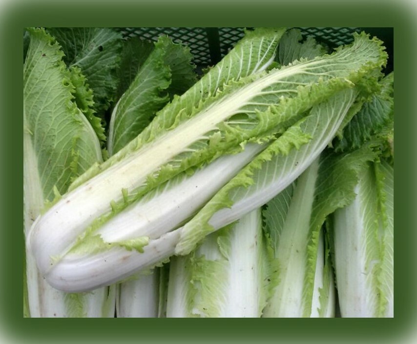 Types Of Chinese Cabbage Cabbage: How To Grow It
