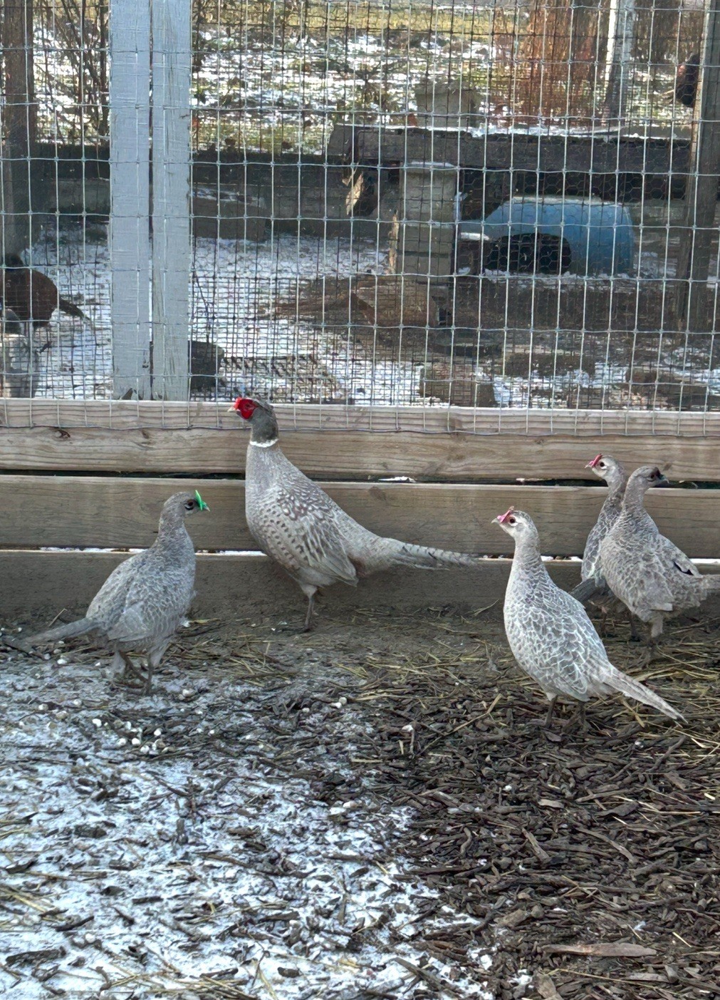 10++ Abyssinian Blue Pheasant Eggs | eBay