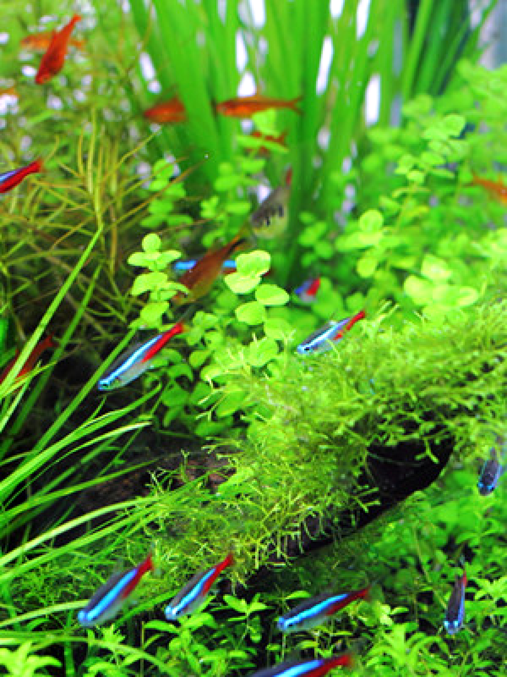 Planted Aquarium Light Full Spectrum LED Fish Tank Light Freshwater ...