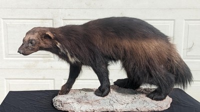 Beautiful Real Alaskan Wolverine Prime Fur Taxidermy Mount | eBay