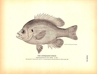 "THE CHINQUAPIN PERCH" FLORIDA SEPECIMEN Antique Fish engraving 1884 | eBay
