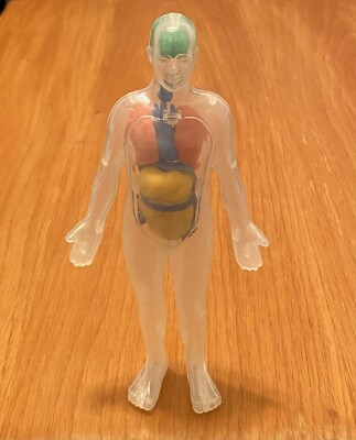 Human Body Anatomy Model Figure - Greenbrier International - 8" H | eBay
