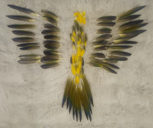Lot Of Sun Conure Feathers Naturally Molted As Is 50 + Feathers Tail ...