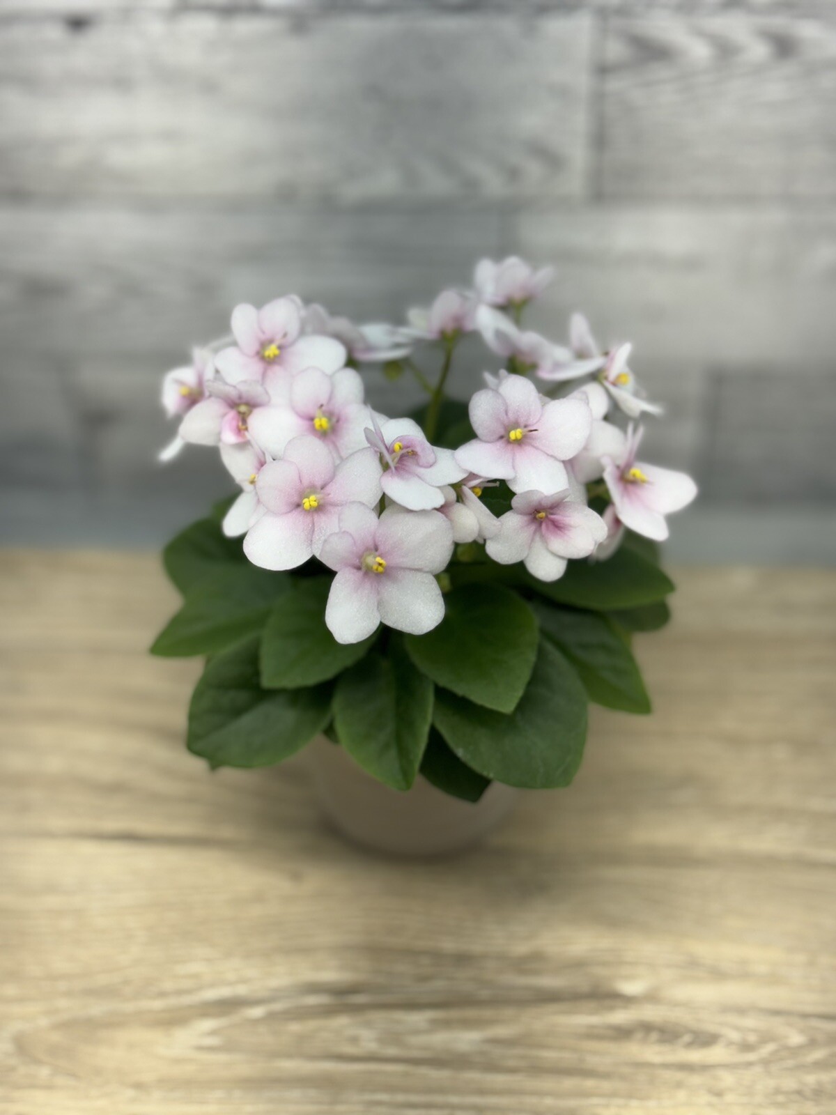 African Violet Plant “Hunter’s Chipmunk Cheeks” Miniature | eBay