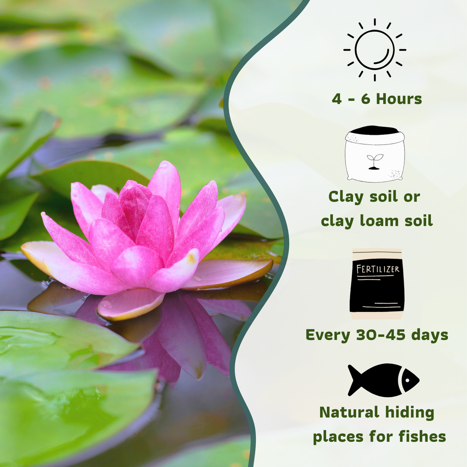 Fabiola Pink Hardy Waterlily Live Freshwater Plants Pond Decoration ...