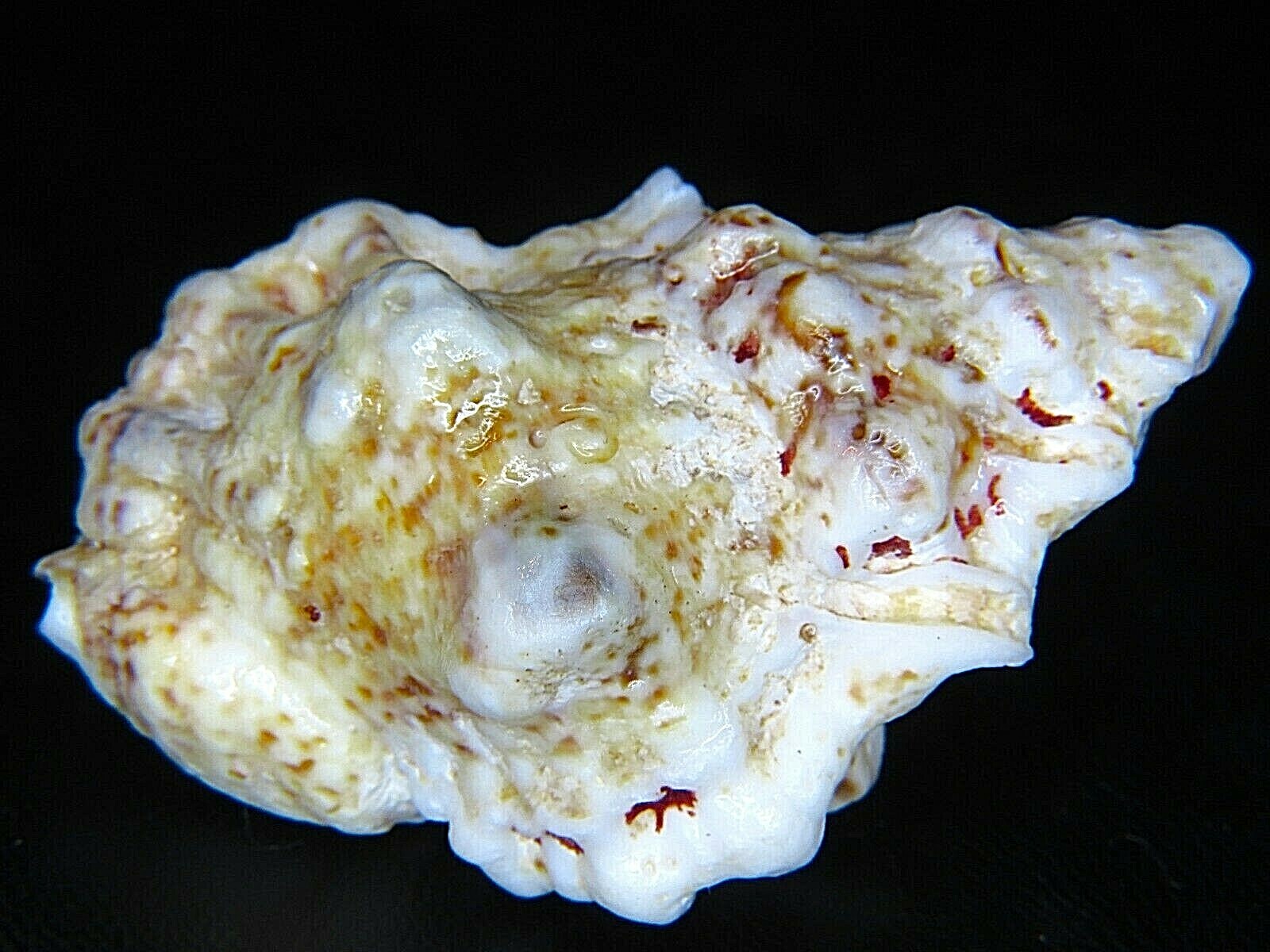 BURSA BUFONIA: LARGE & CLEAN @ 64.77MM W/OPERC! | eBay