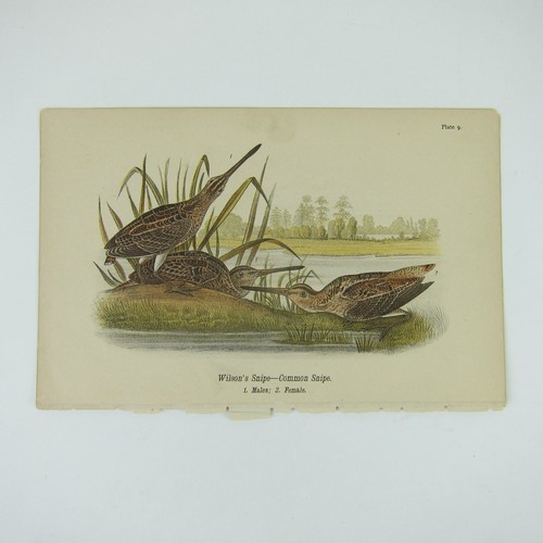 Bird Litho Print After John James Audubon Wilson's & Common Snipe ...