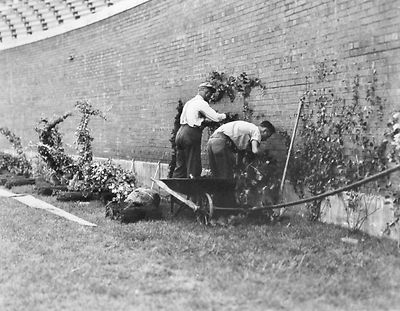 CUBS PLANTING THE IVY AT WRIGLEY FIELD FOR THE FIRST TIME !!!! photo ...