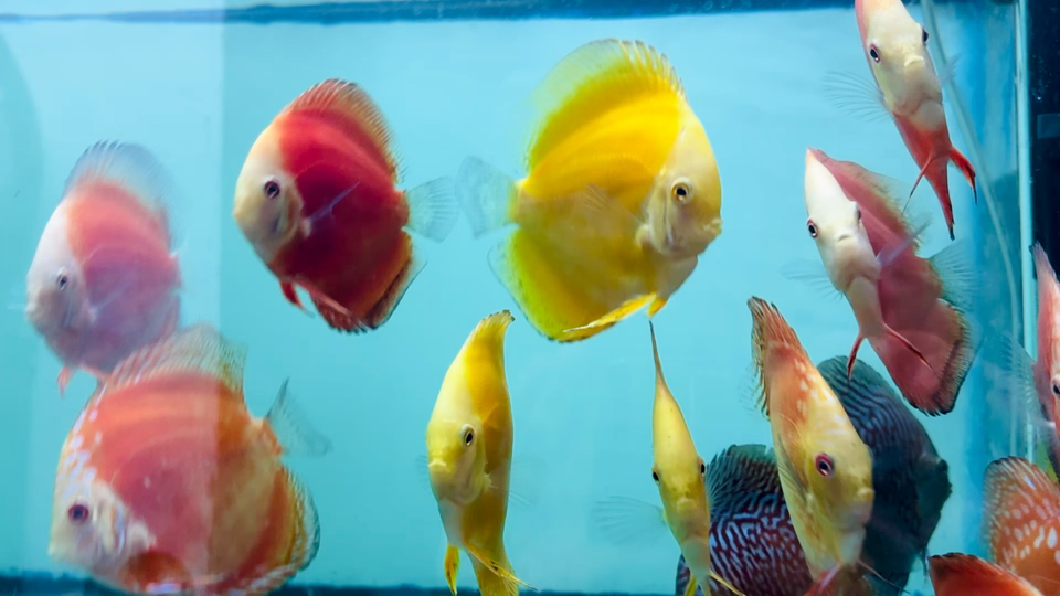 2 X Live Discus Fish. 3.3”- 3.5” Set of red and golden, 2 Reds Or 2 ...