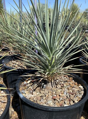 1’ Joshua Tree Yucca Brevifolia Ships In Pot Ready To Thrive For You | eBay