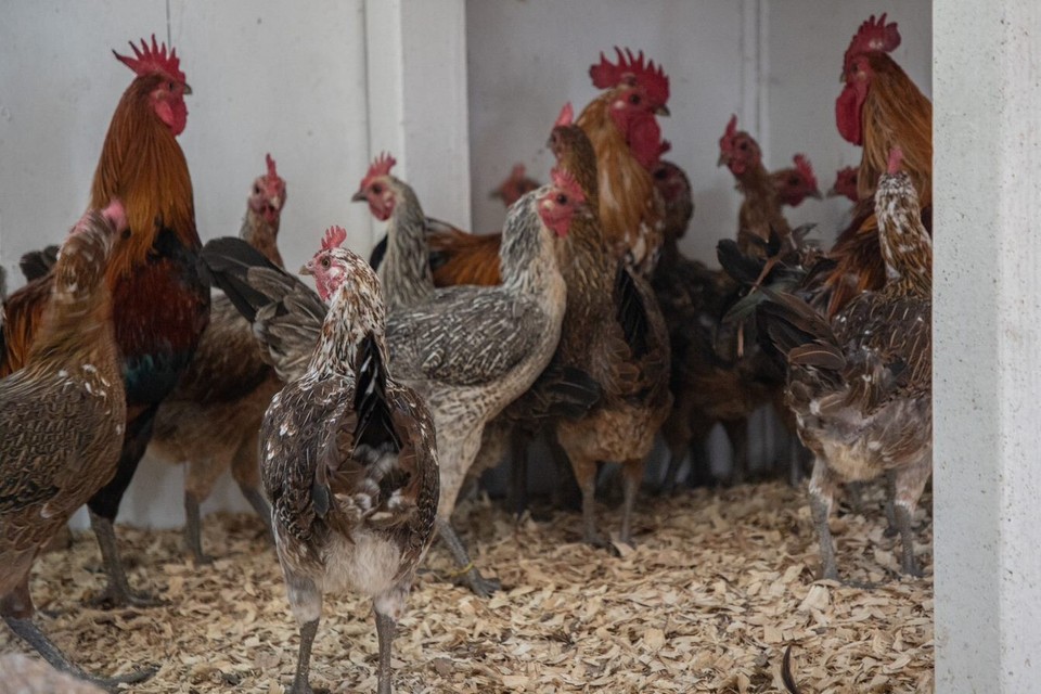 5 RARE Laughing Chicken😂 Ketawa🐓🐣🩷 Hatching Eggs Greenfire Farms NPIP🐓 ...