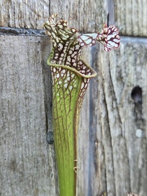 Sarracenia Leucophylla White Top Pitcher Plant | eBay