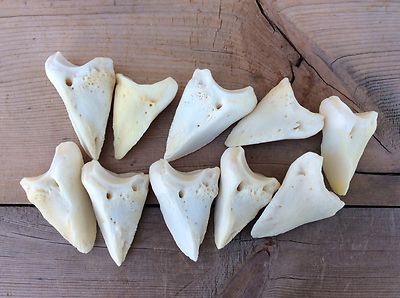 10 Elk Distal Phalange Toe Bones Third Phalanges Wapiti | eBay