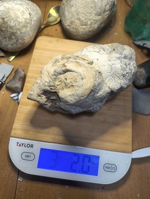 Incredibly Rare Fossil Indiana Fossils Crinoid Cluster and Intact Squid ...