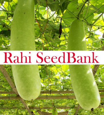 Bottle Gourd Long Melon 5 Seeds Lauki, Doodhi Delicious Asian Vegetable ...
