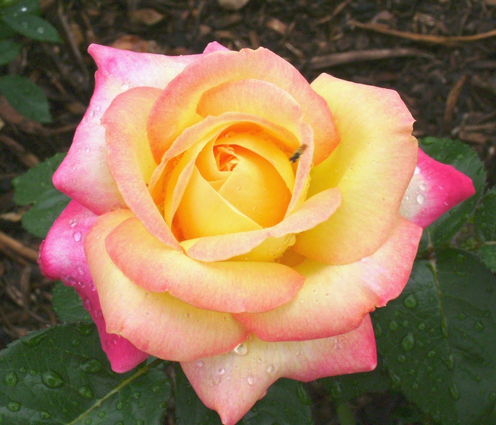 Yellow Pink Roses