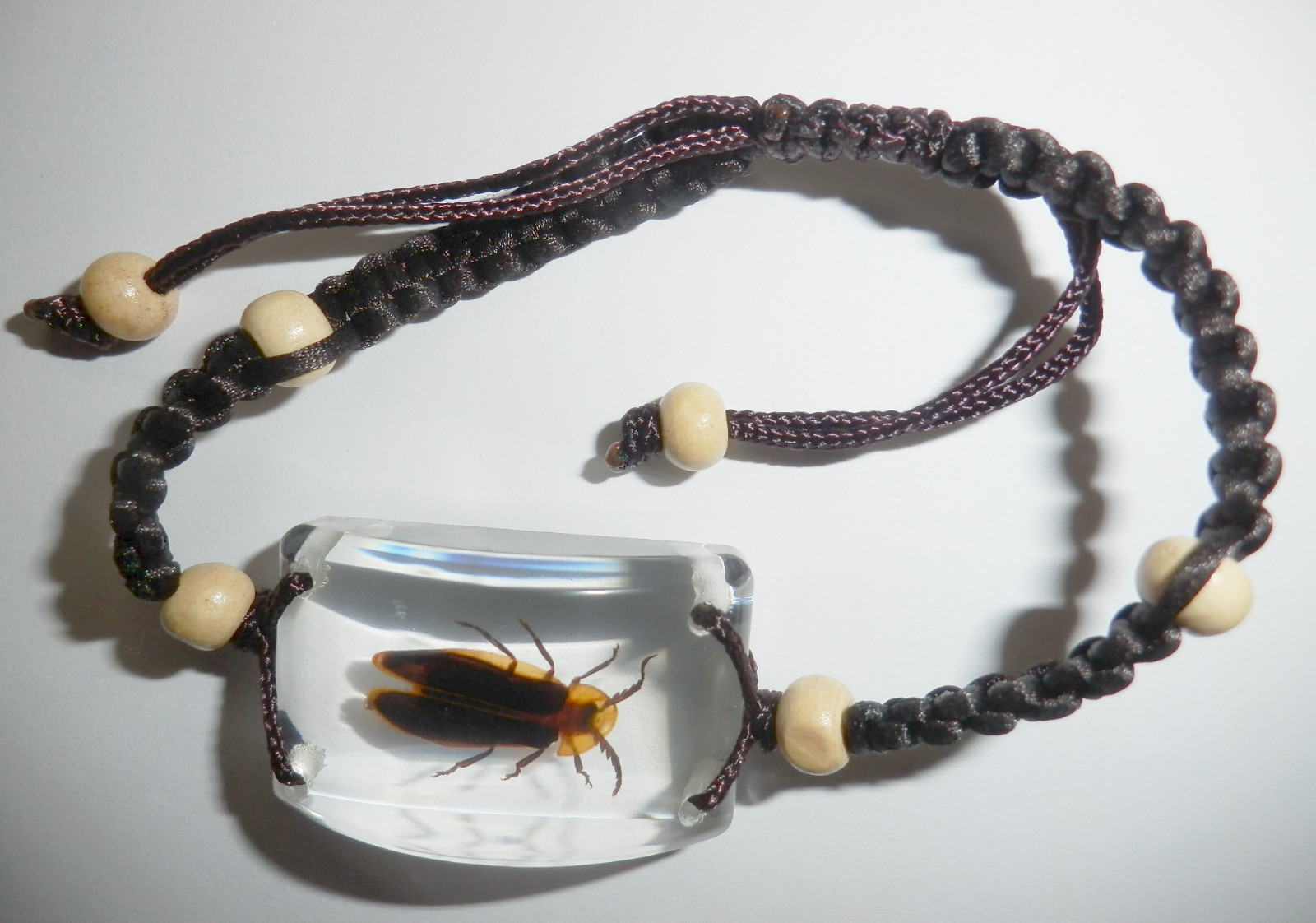 Insect Bracelet Golden Edge Firefly Lychnuris analis Specimen Clear | eBay