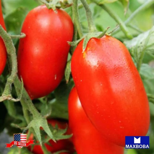 Plum Tomato Seeds - Roma VF Non-GMO Heirloom Vegetable - Fresh Crop | eBay