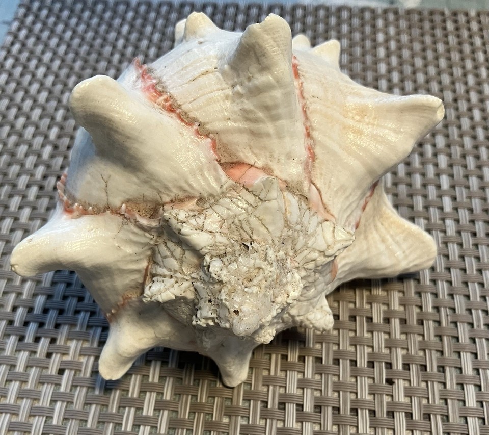 Real Sea Shells/Home Ornament/Decoration/FRAGILE/Loose Shells Variety ...