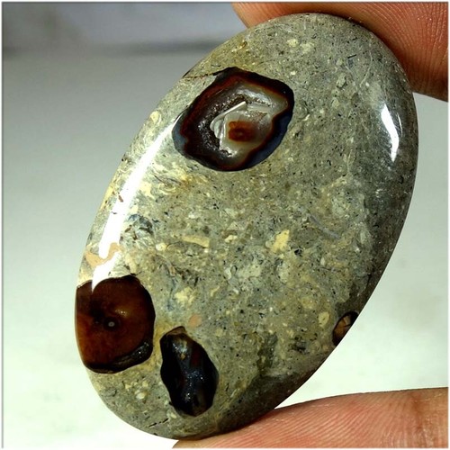 51.75Cts 100% Natural Fossil Colus Agate Oval Shape Cab Loose Gemstone ...