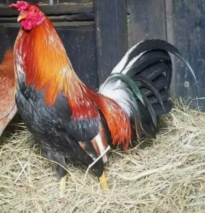 8 PURE GENE BATIA SWEATER CHICKEN HATCHING EGGS FOWL GOLDEN MONKEY GAME ...