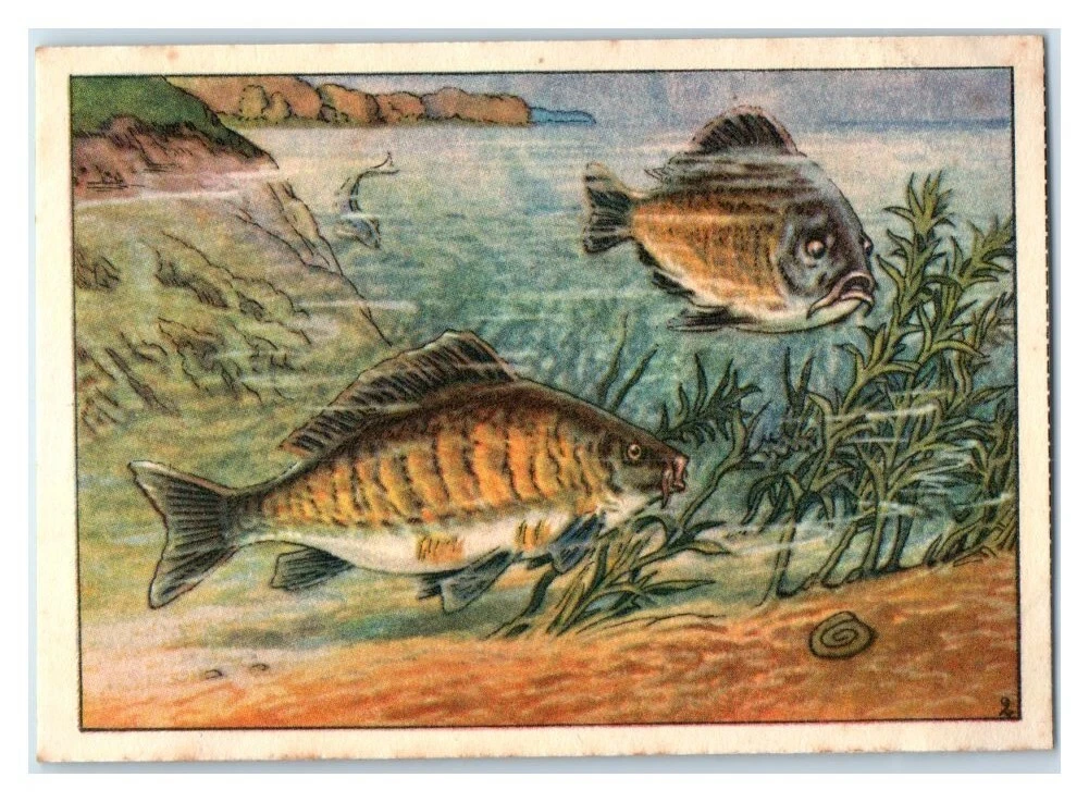 German Carp