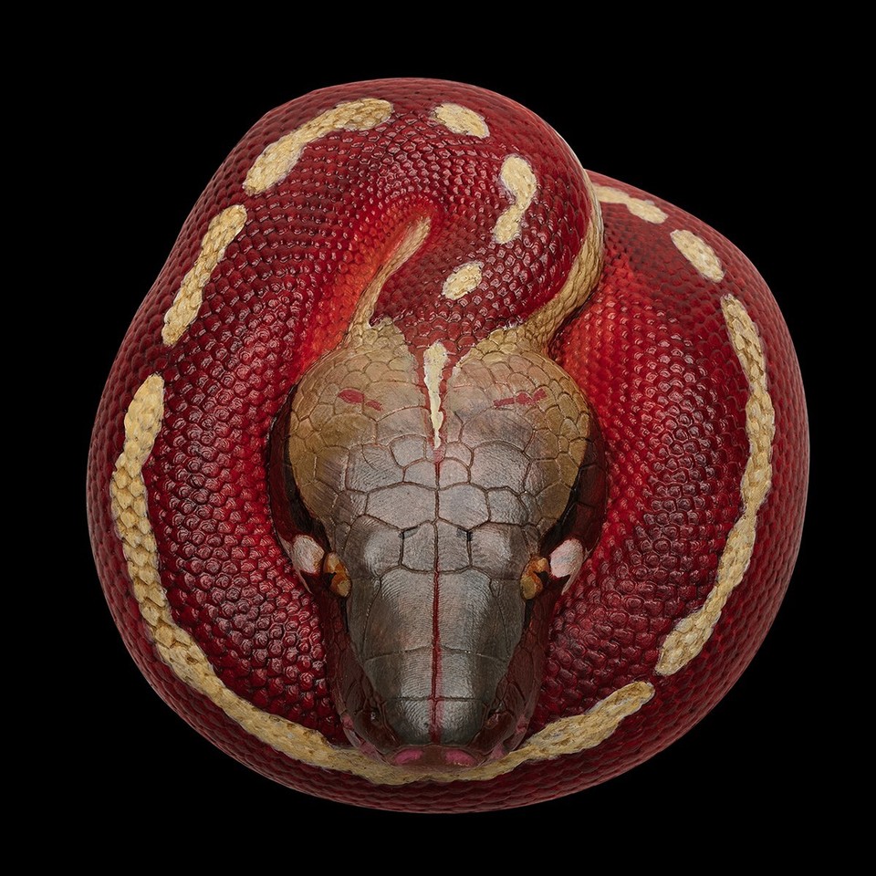 Animal Heavenly Body Blood Python brongersmai Snake Statue | eBay