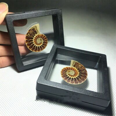 Natural Ammonite Fossil Shell Conch Specimen Crystal Healing Display ...