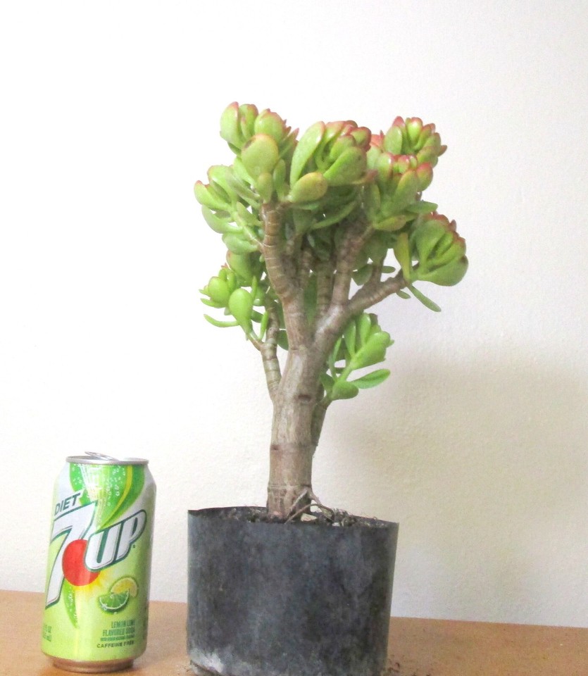 Jade Crosby's dwarf Crassula plant for shohin mame bonsai tree thick ...