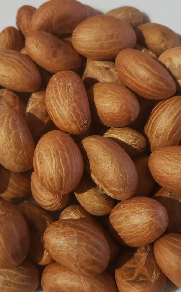 Fresh Brand of Bitter Kola Nut,Fresh Garcinia Kola - Organic African ...