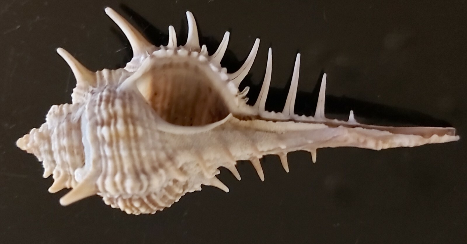 Murex Sea Shells Lot 7 Pcs Natural Seashells Rare Beach Mediterranean ...